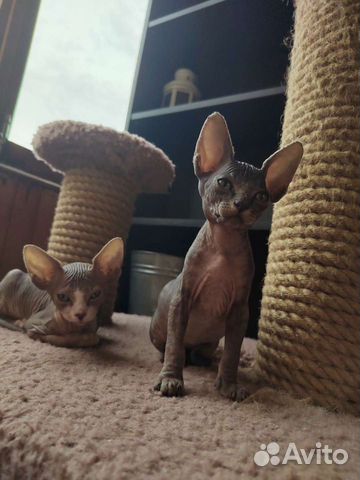 Канадский сфинкс котенок