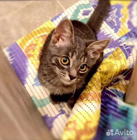 Малыш Паша ищет маму