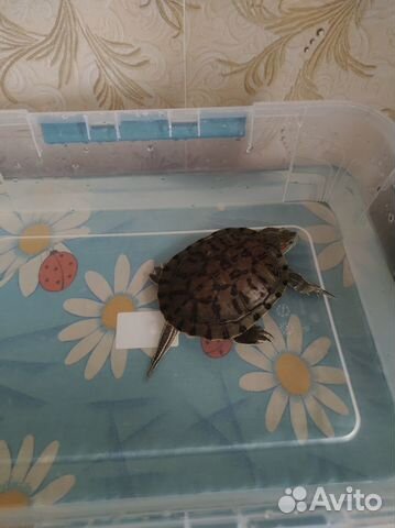 Красноухая черепаха бесплатно