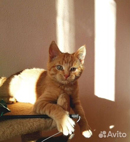 Рыжий котёнок мальчик в добрые руки