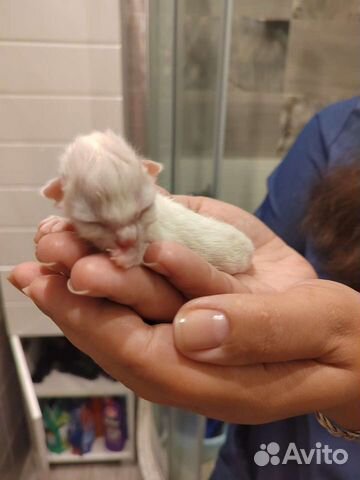 Новорожденный котёнок