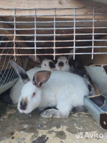 Кролики и цыплята