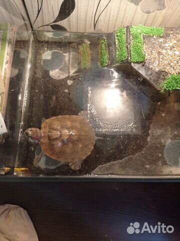 Отдам черепаху бесплатно вместе с аквариумом
