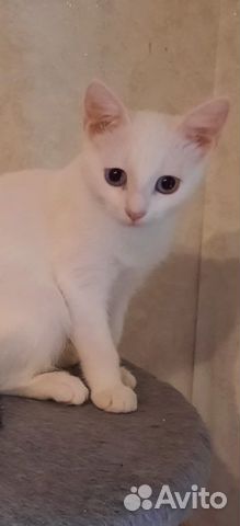 Котенок девочка в добрые руки