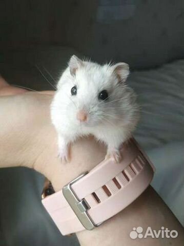 Джунгарский хомяк