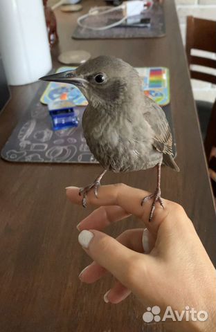 Скворец-выкормыш