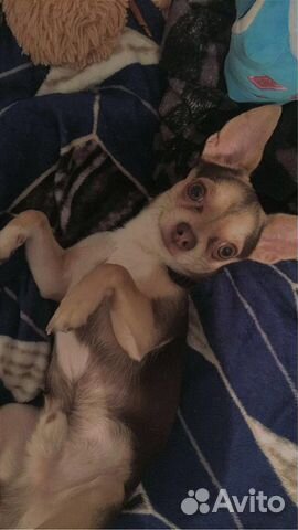 Вязка. Собака