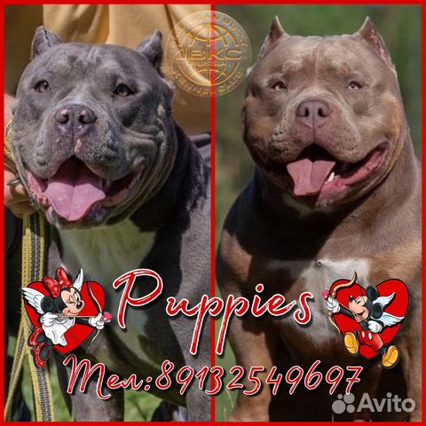 Американский булли