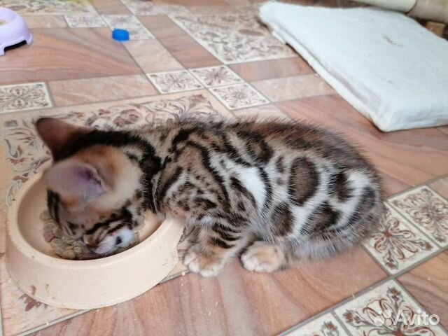 Бенгальскте котята