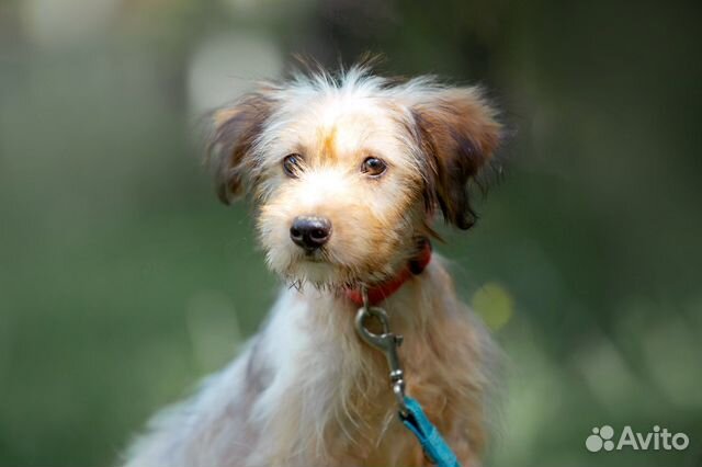 Крошка Эшли ищет дом