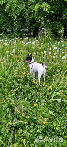 Щенок тойфокстерьера ищет дом