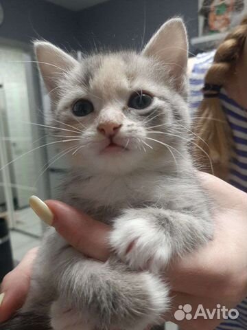 Маленькая куколка