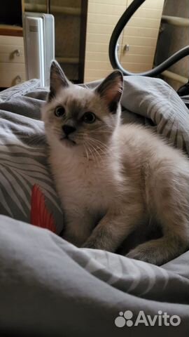 Котенок мальчик 3 мес