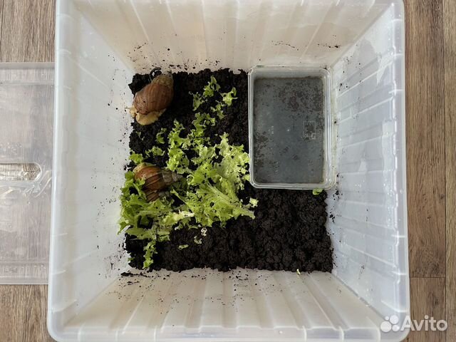 3 улитки ахатины в террариуме + пульверизатор