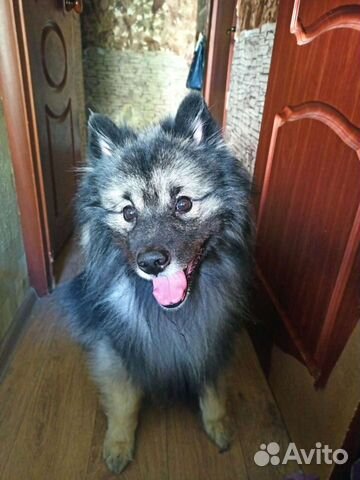 Кеесхонд в добрые руки