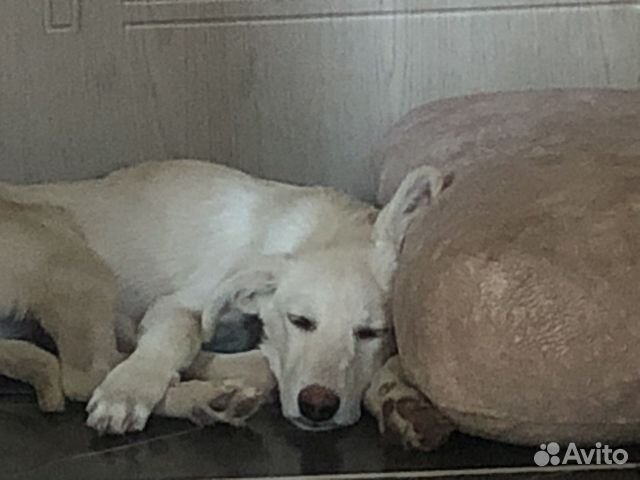 Щенок дворняжки Клопик ищет дом