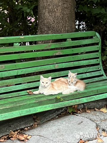 Котята в добрые руки даром