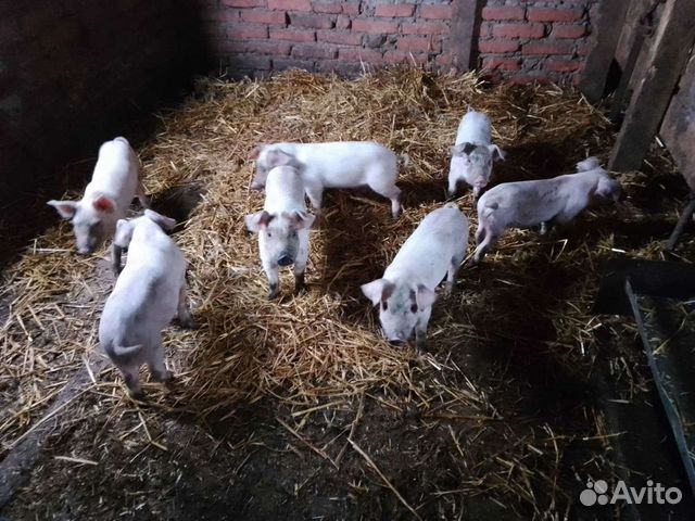 Поросята Дюрок