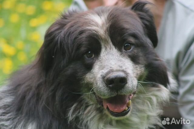 Роскошный пёс ищет дом