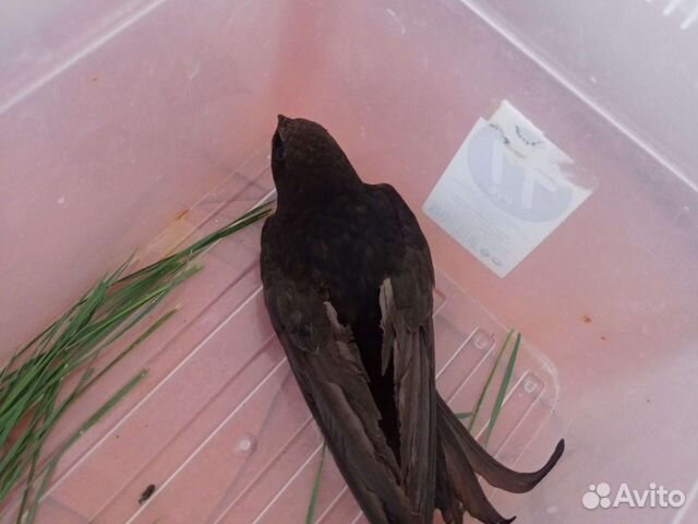 Стриж птица