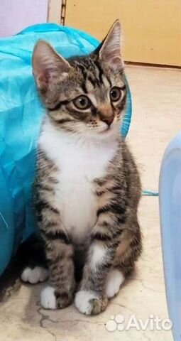 Котенок Тигруля