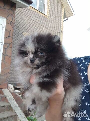 Померанский шпиц голубоглазка, забронирована