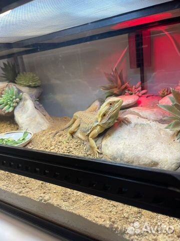 Бородатая агама с террариумом