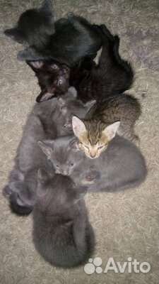 Отдам хороших метисов котят. Мать мышеловка