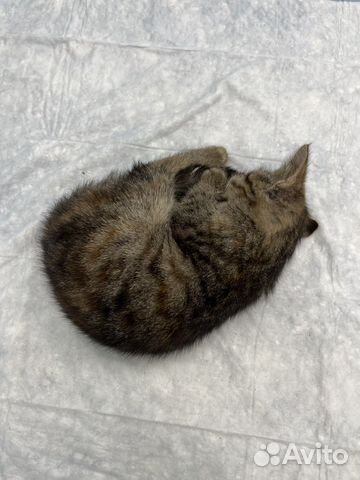 Кошечка в добрые руки