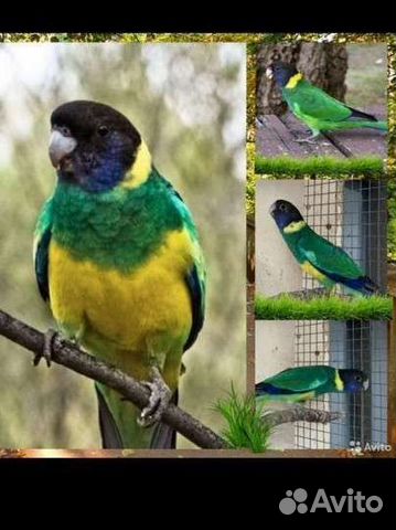 Попугай Бернарда