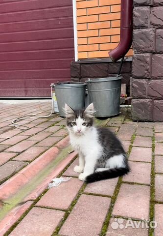 Котёнок подкидыш ищет дом