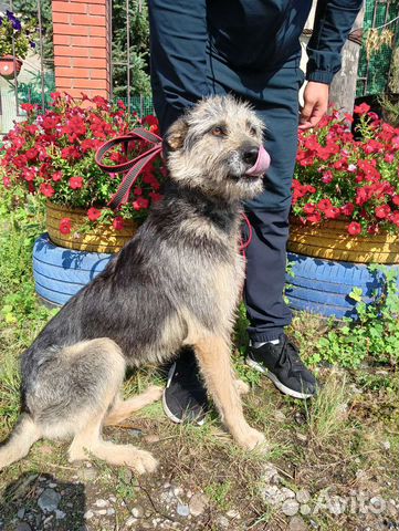 Собака в добрые руки