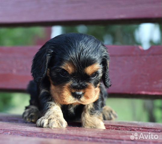 Кавалер кинг чарльз спаниель