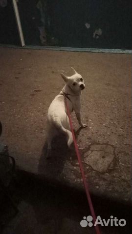 Продам собаку