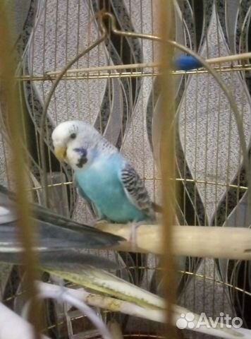 Волнистый попугай самка