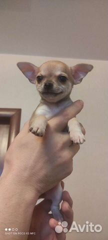 Щенки чихуахуа