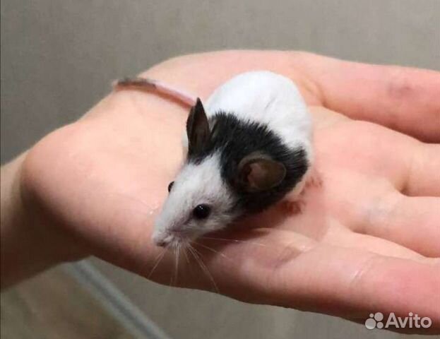 Бамбуковая мышь