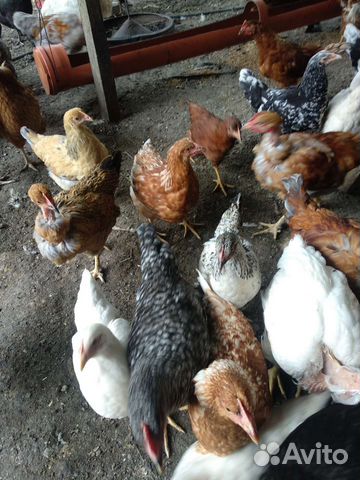 Куры 4 месяца