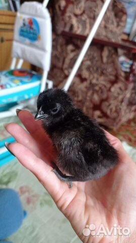 Ухей илюй цыплята