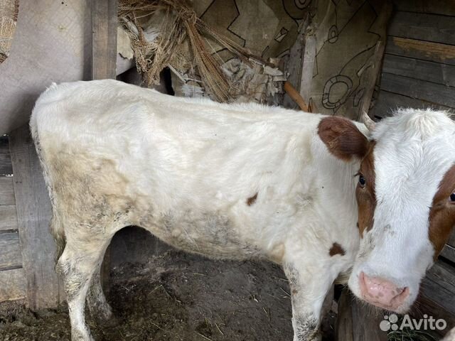 Телка 8 месяцев