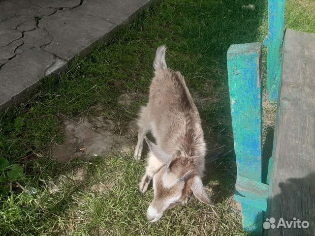 Козачка 3 месяца