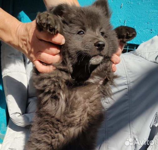 Большой немецкий шпиц