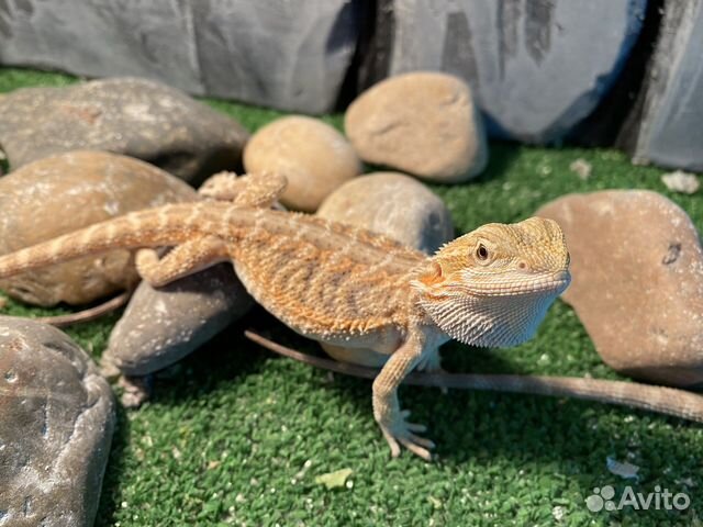 Бородатая агама