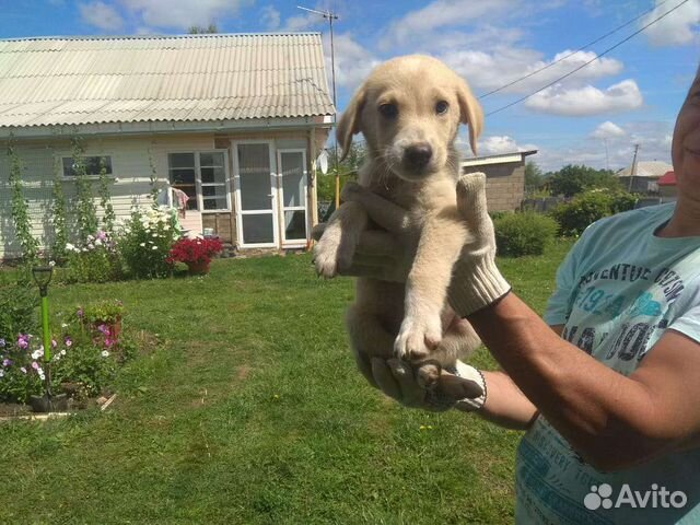 Красивые щенки мальчики