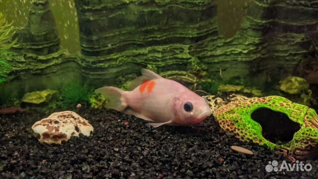 Золотая рыбка комета, в добрые руки