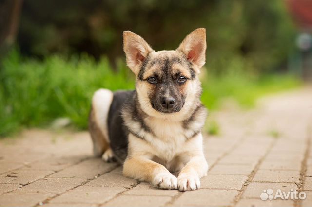 Маленькая собачка с душой огромного пса Харлей