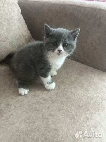 Котята в добрые руки бесплатно