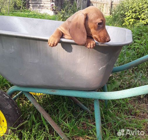 Такса мини мальчик г/ш