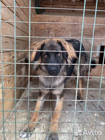 Харизматичный Арчи из приюта ищет свою семью