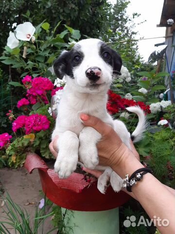 Щенки бесплатно